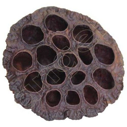 Lotus Pod Natural Large – Angel Aromatics
